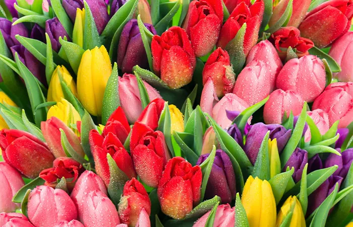 All About Tulips | Pugh's Flowers Memphis